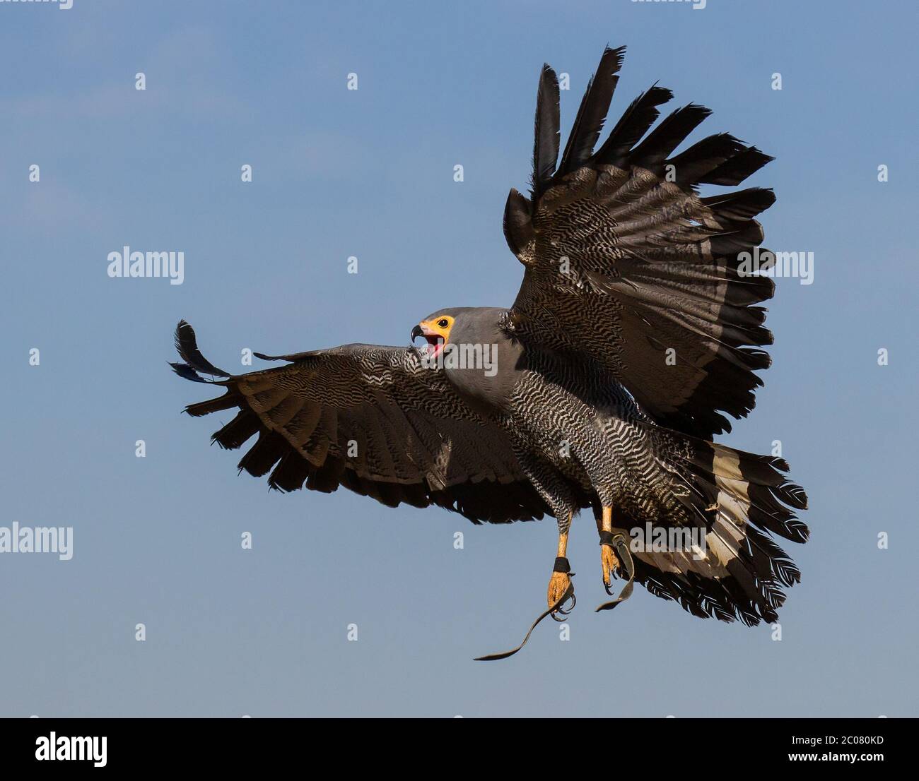 Rapaci in volo immagini e fotografie stock ad alta risoluzione - Alamy