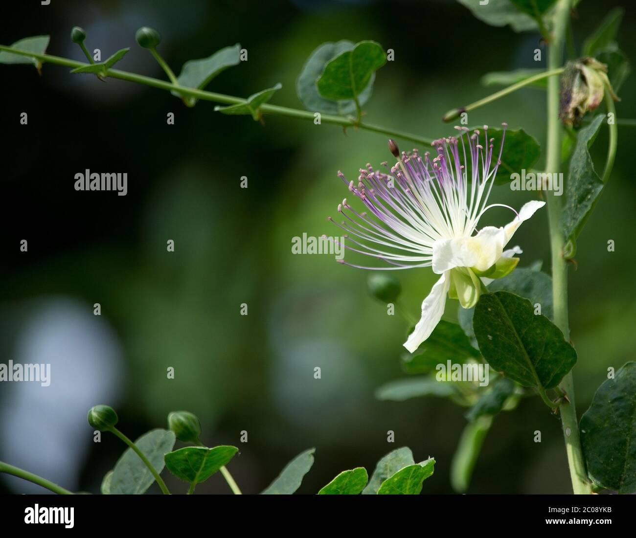 Fiore di cappero immagini e fotografie stock ad alta risoluzione - Alamy