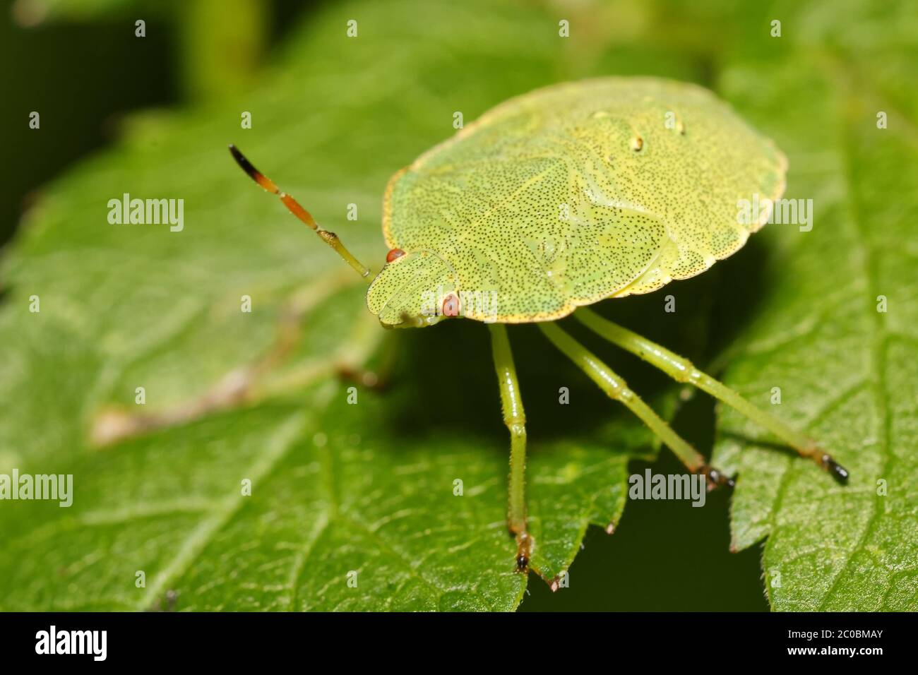 Scarabeo verde immagini e fotografie stock ad alta risoluzione - Alamy