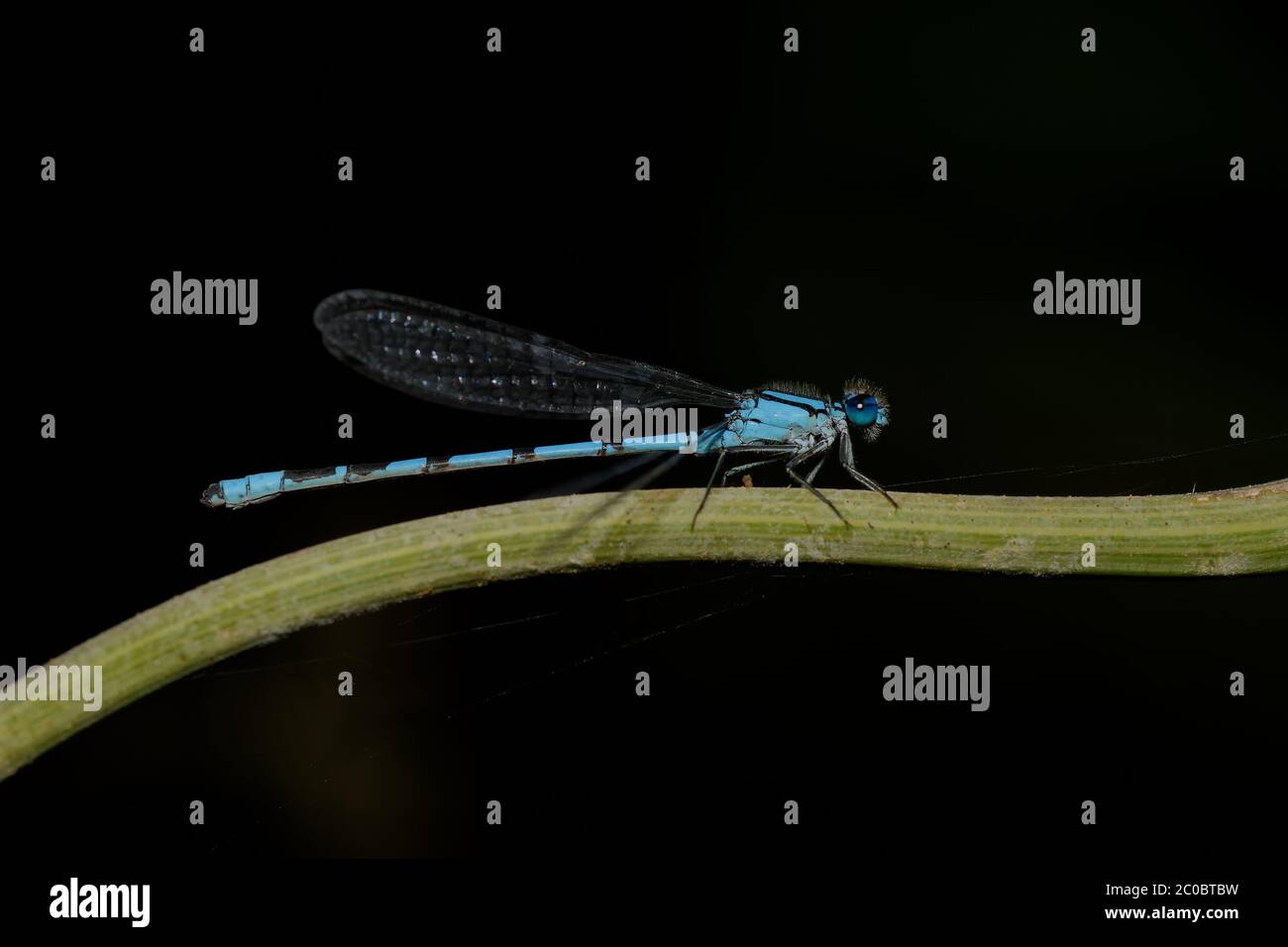 Libellula azzurra immagini e fotografie stock ad alta risoluzione - Alamy