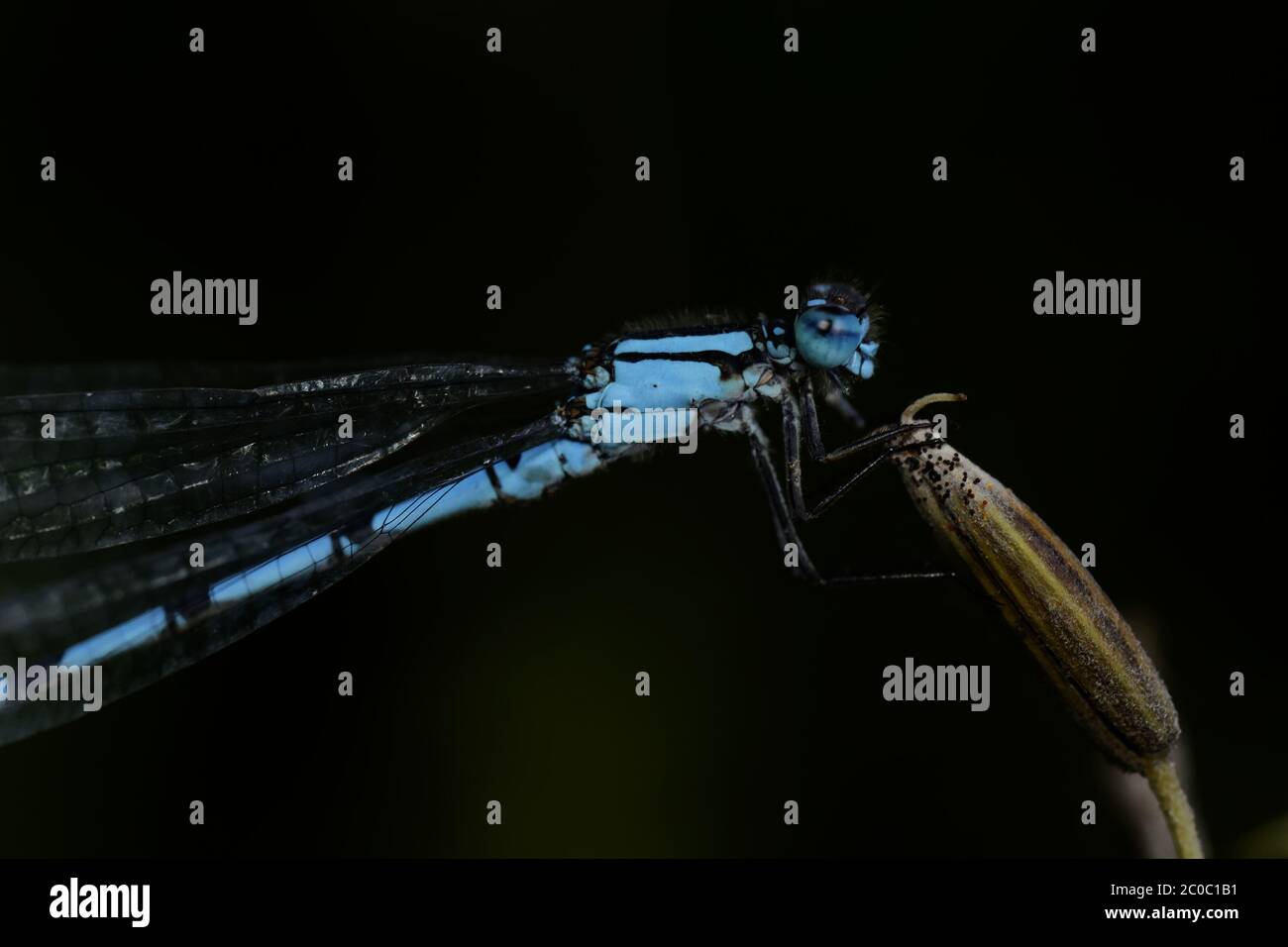 Libellula azzurra immagini e fotografie stock ad alta risoluzione - Alamy