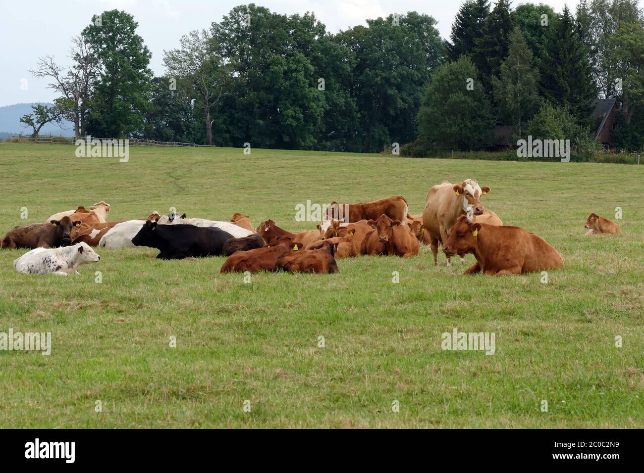 Sfondo di mucche immagini e fotografie stock ad alta risoluzione - Alamy