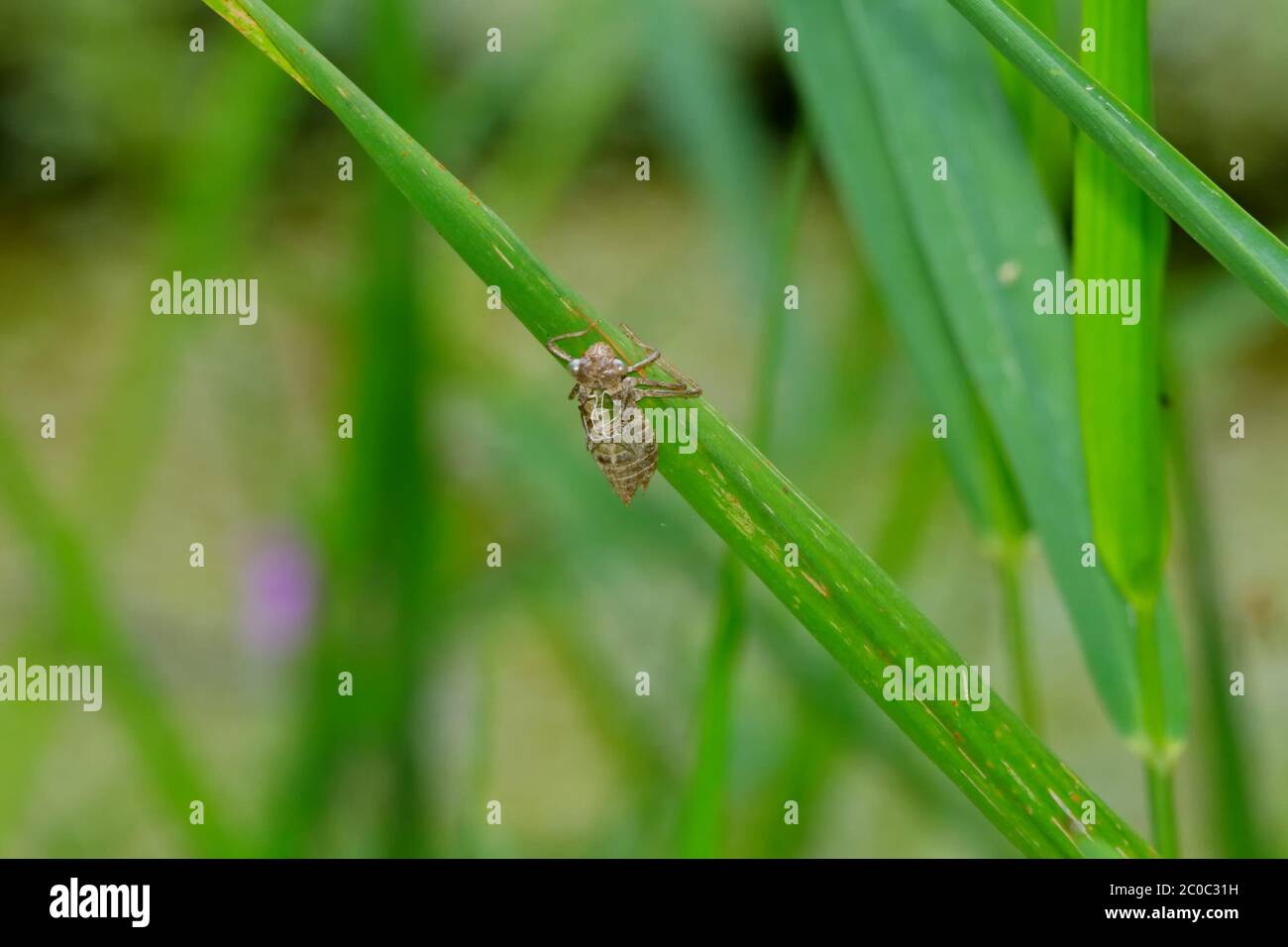 Ciclo di vita della libellula immagini e fotografie stock ad alta ...