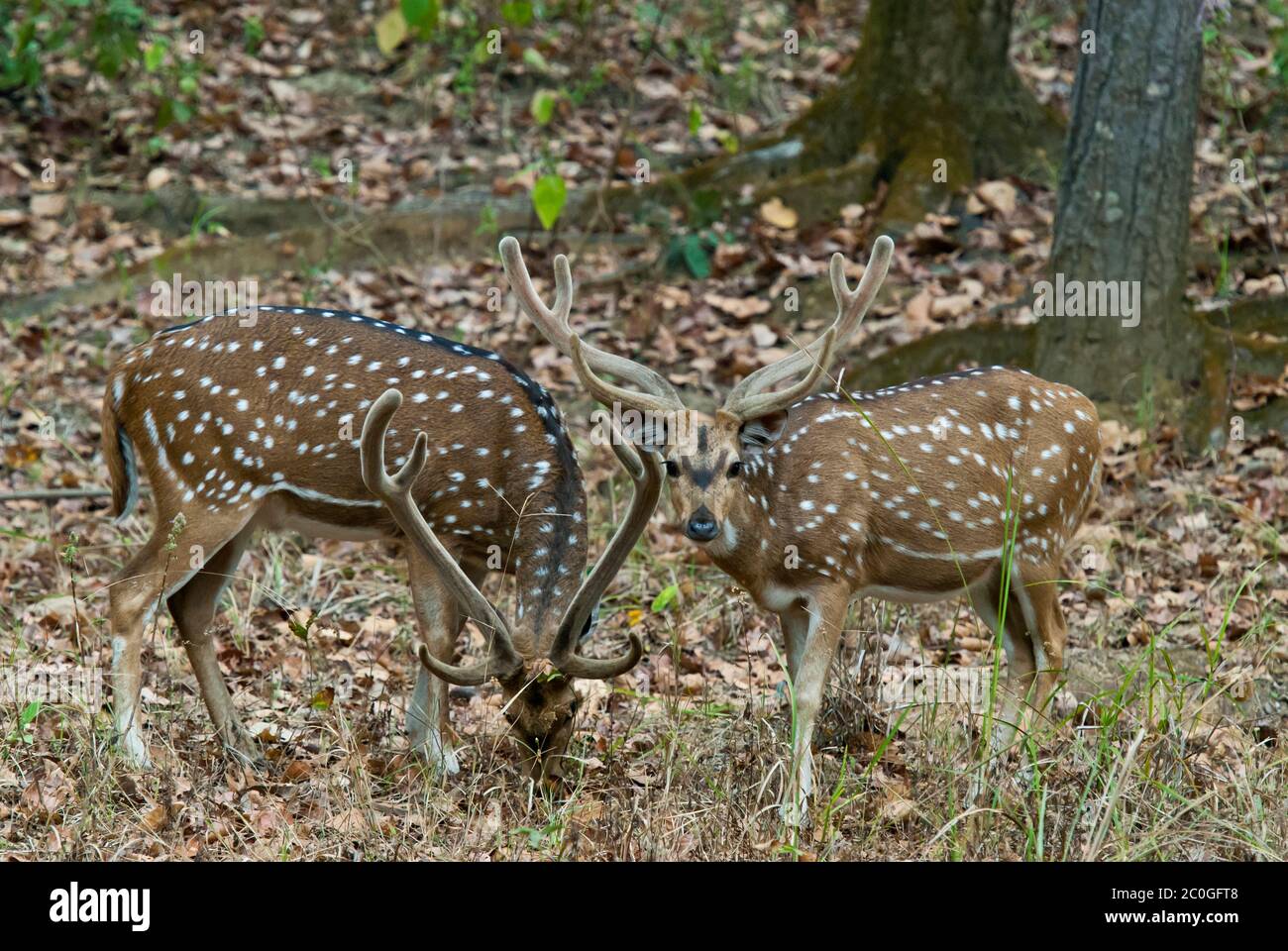 Assi di cervo immagini e fotografie stock ad alta risoluzione - Alamy