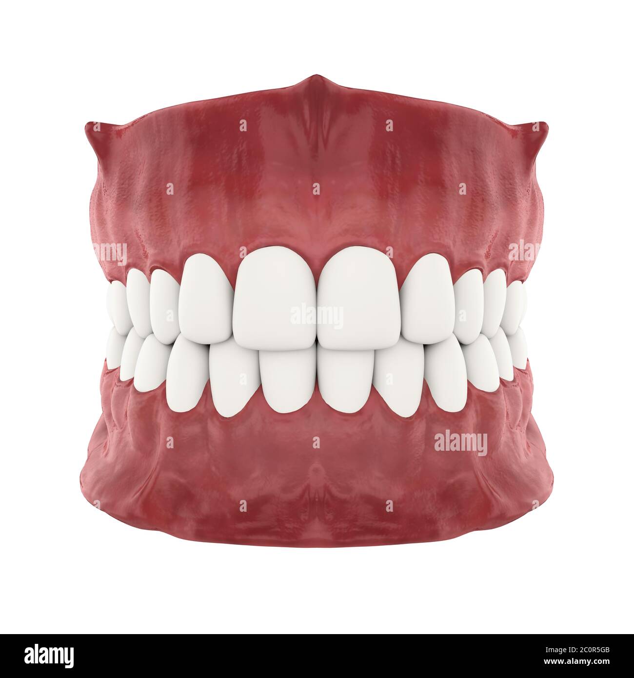 Gengive della mascella della bocca dei denti dei denti immagini e ...