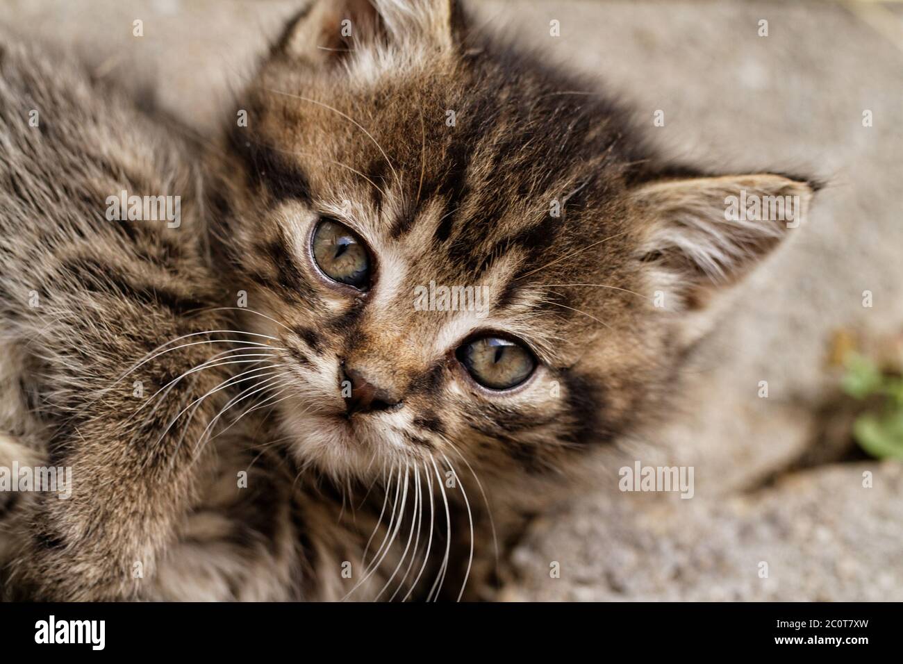 Gato pequeno Immagini e Fotos Stock - Alamy