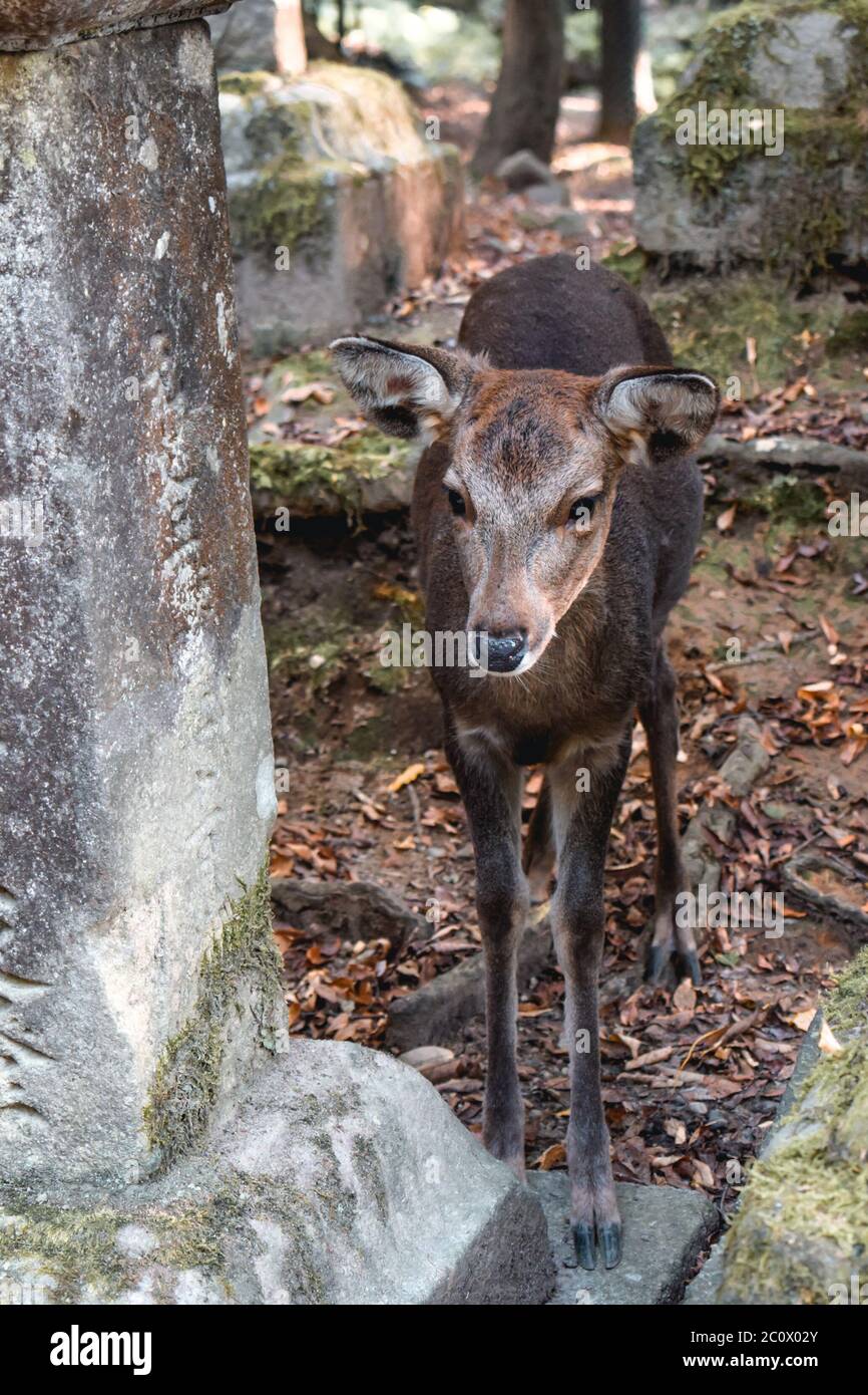 Baby cervo giapponese immagini e fotografie stock ad alta risoluzione ...
