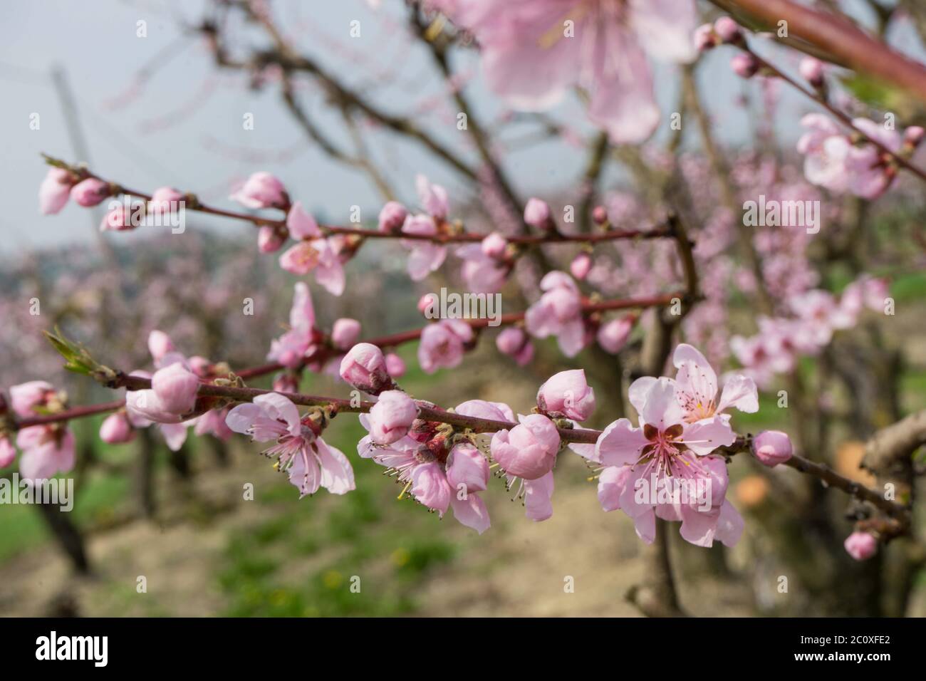 Alberi di pesco in fiore immagini e fotografie stock ad alta ...