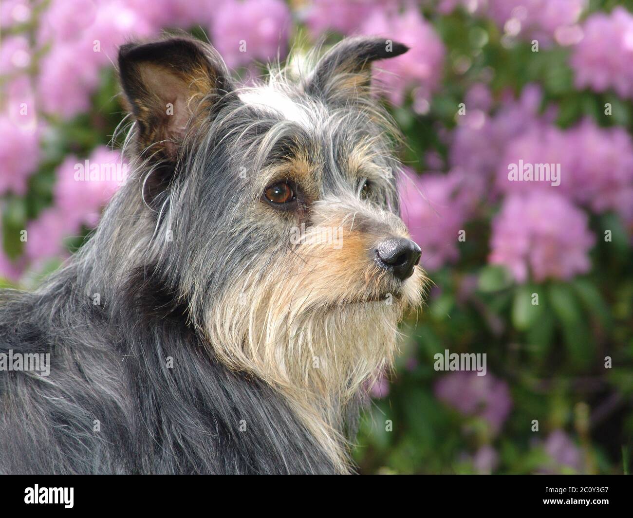 Incrocio di cani immagini e fotografie stock ad alta risoluzione - Alamy