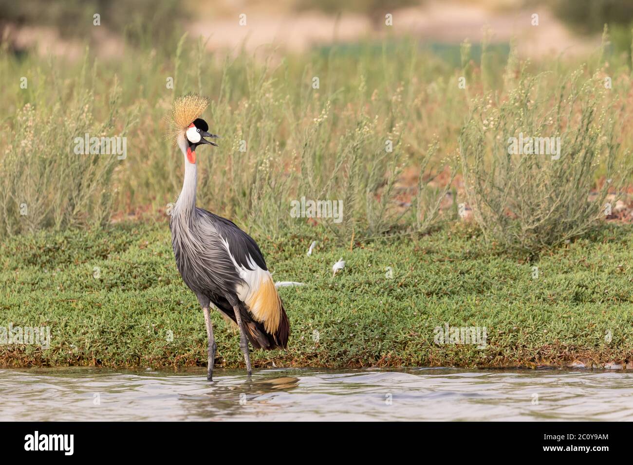 Gru coronata africana immagini e fotografie stock ad alta risoluzione ...
