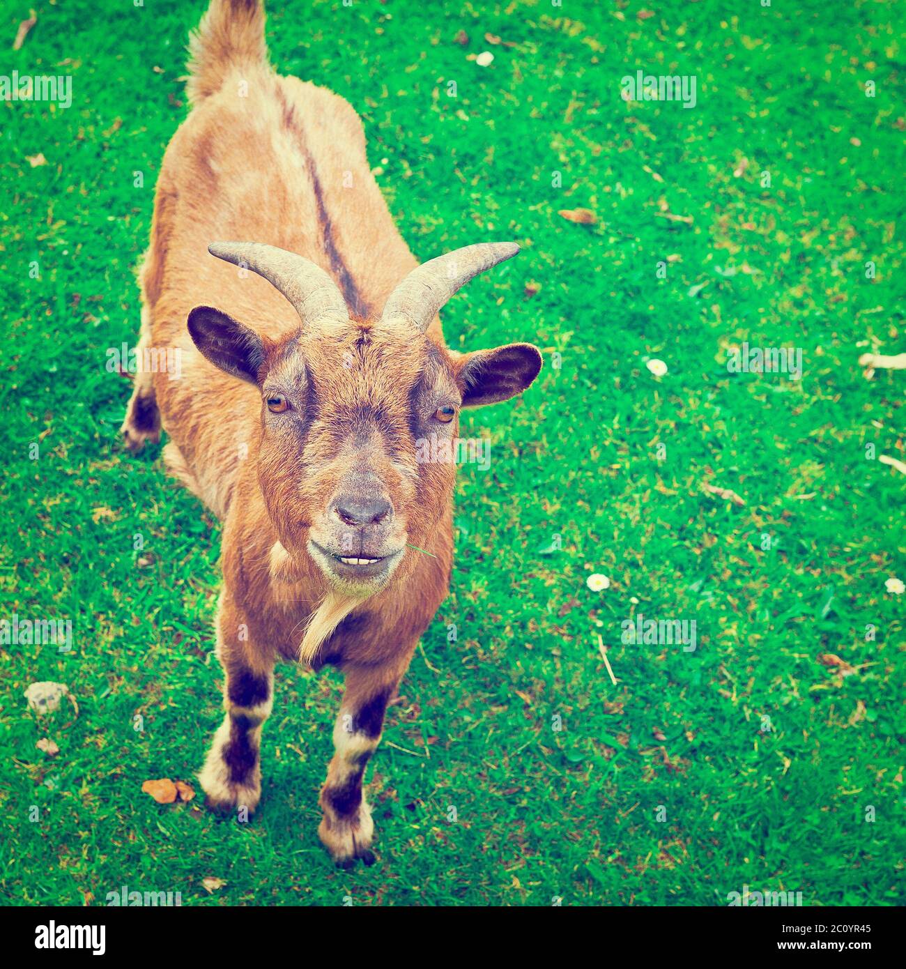 Capra quadrata immagini e fotografie stock ad alta risoluzione - Alamy