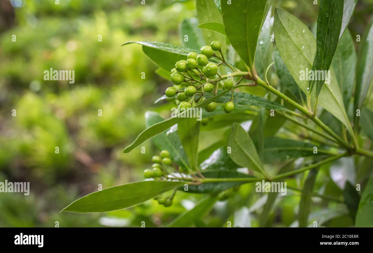 Pianta da fiore giapponese immagini e fotografie stock ad alta ...