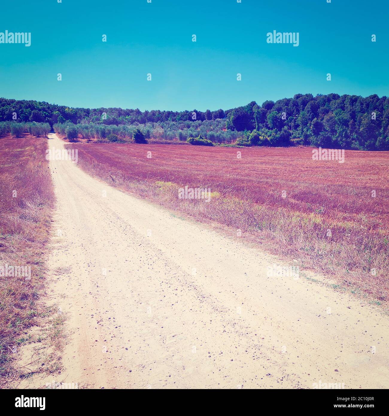Strada d'olivo immagini e fotografie stock ad alta risoluzione - Alamy