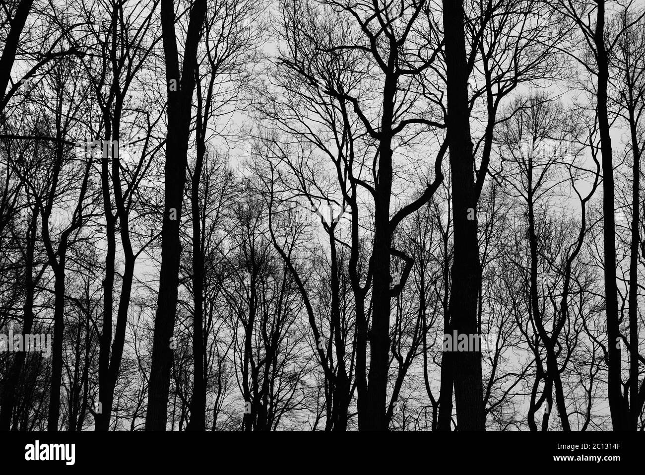 Albero e rami Foto e Immagini Stock in Bianco e Nero - Alamy