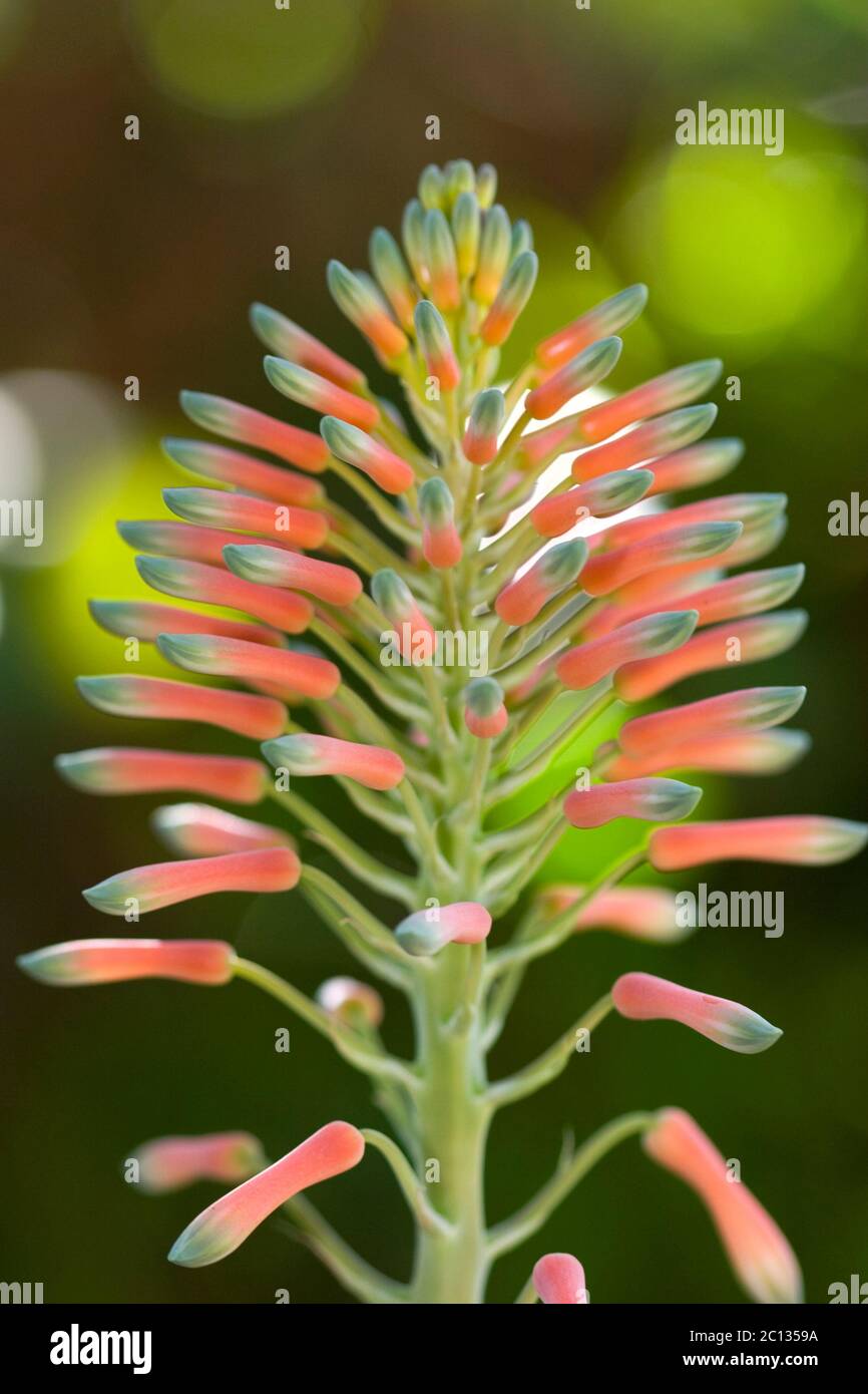 Fiore di aloe vera immagini e fotografie stock ad alta risoluzione - Alamy