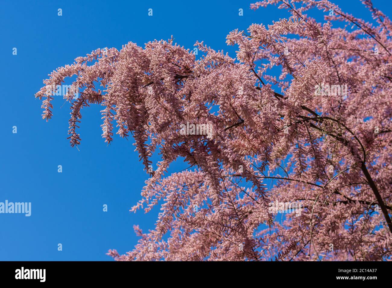Albero di tamerici immagini e fotografie stock ad alta risoluzione - Alamy