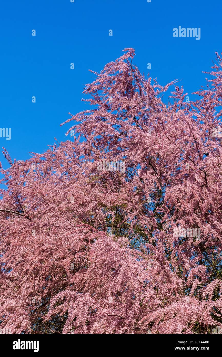 Albero di tamerici immagini e fotografie stock ad alta risoluzione - Alamy