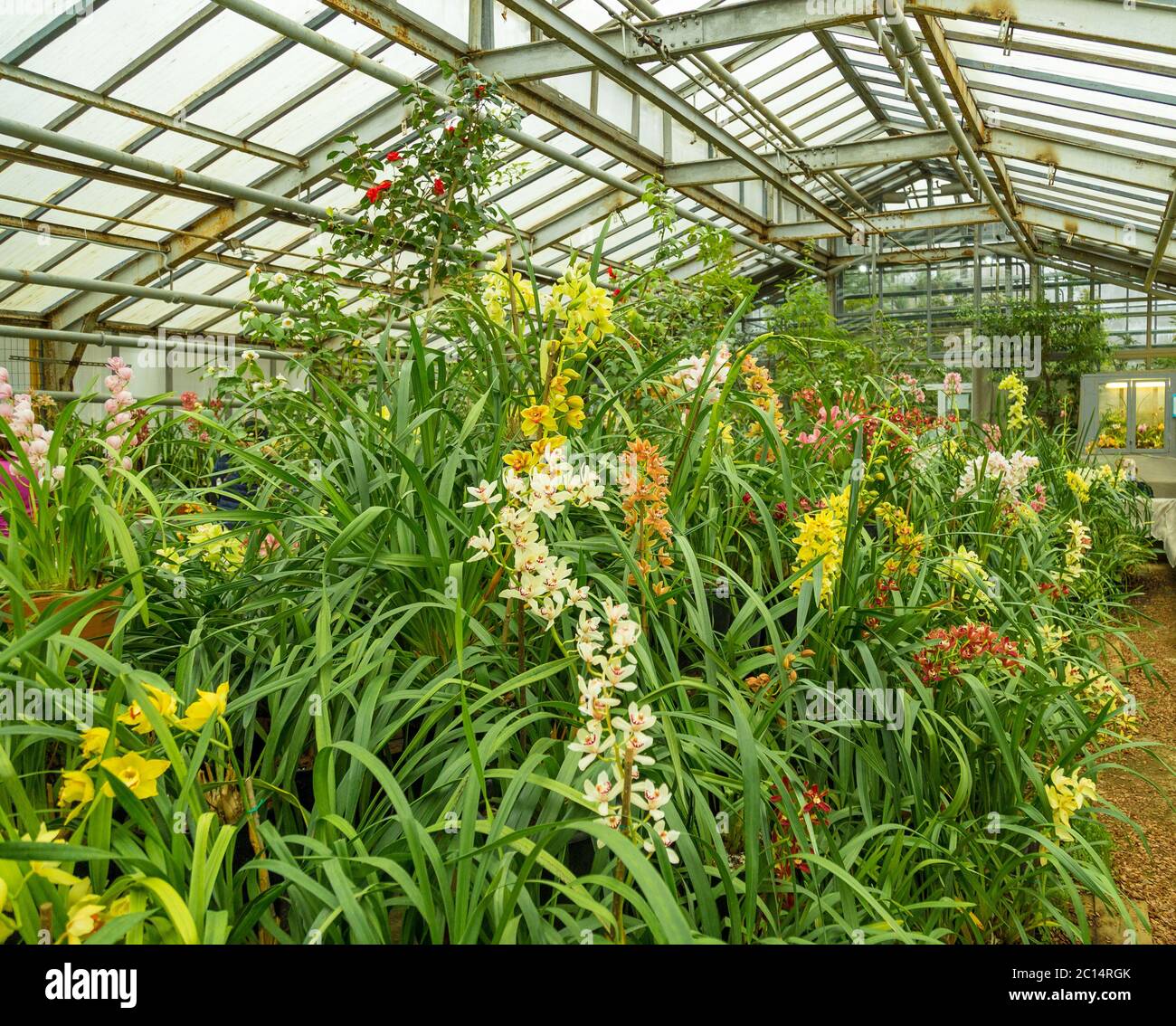 Fiori colorati di orchidee immagini e fotografie stock ad alta ...