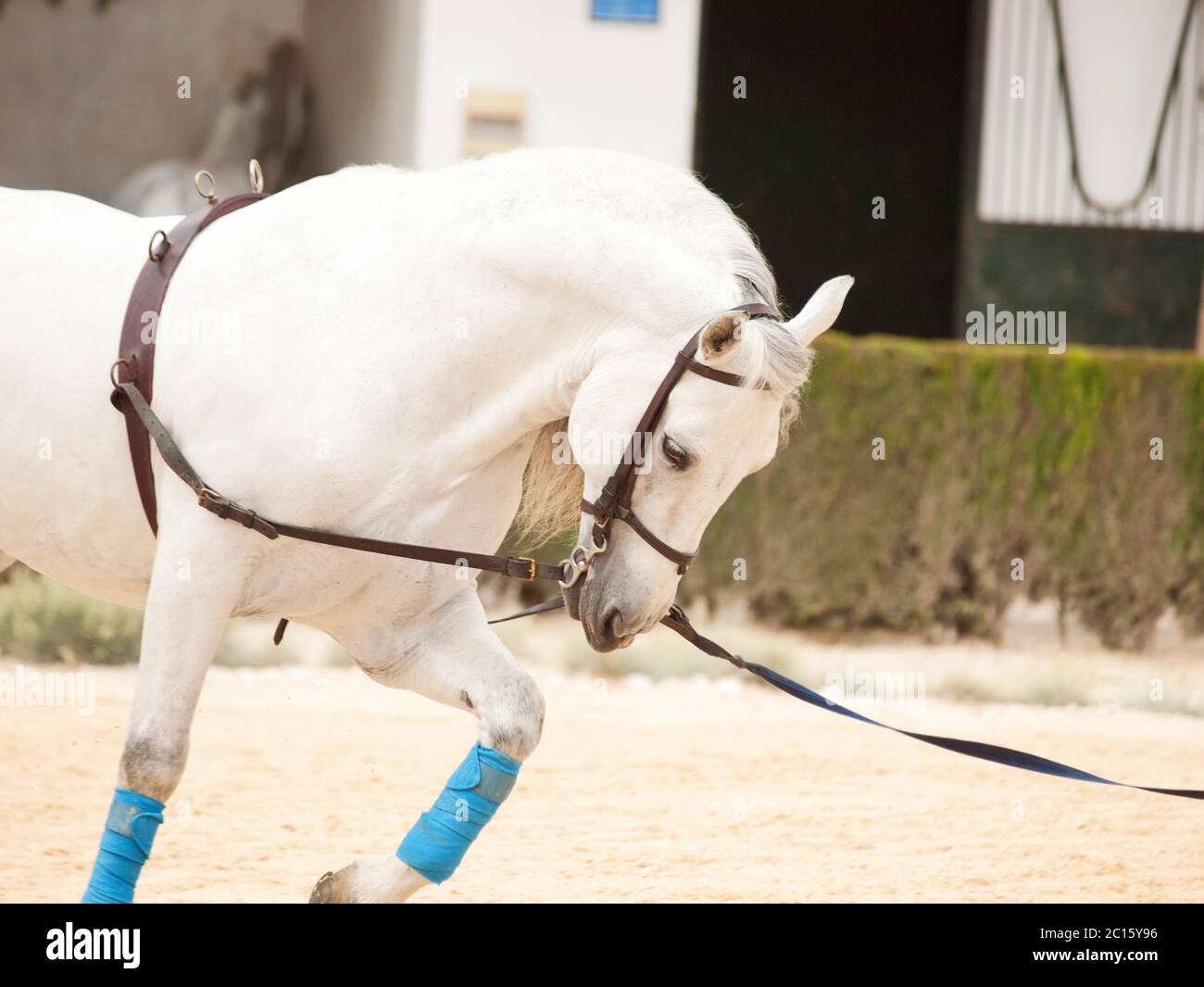 Andalusian horse grey immagini e fotografie stock ad alta risoluzione ...