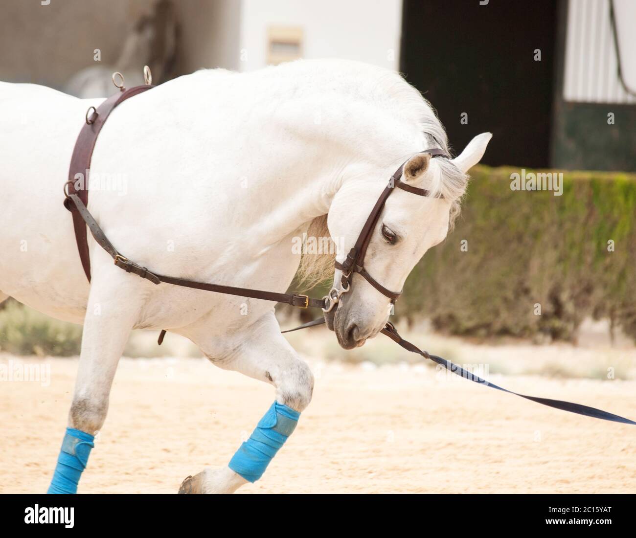 Bellezza del cavallo andaluso immagini e fotografie stock ad alta ...