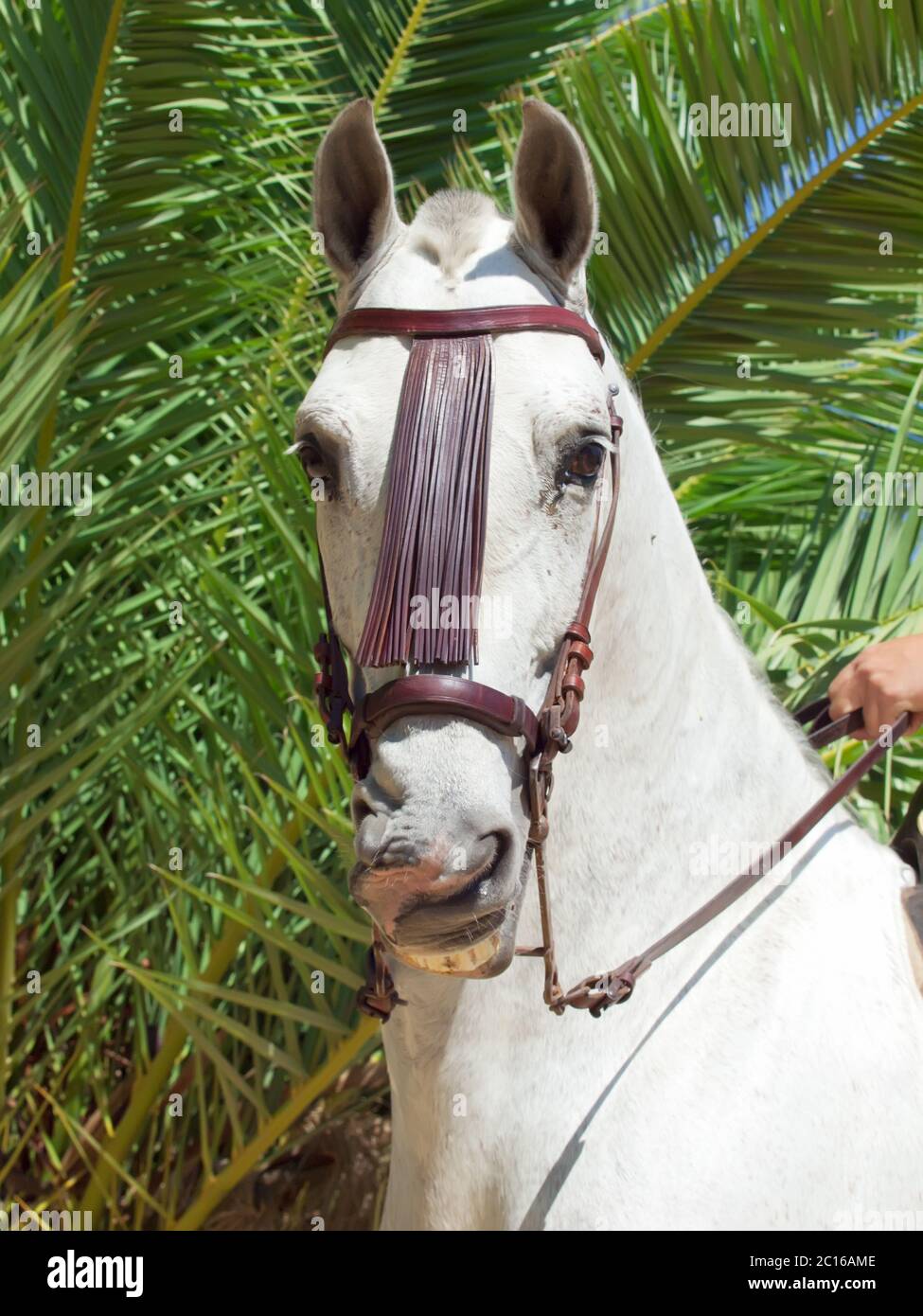 Cavallo andaluso bianco immagini e fotografie stock ad alta risoluzione ...