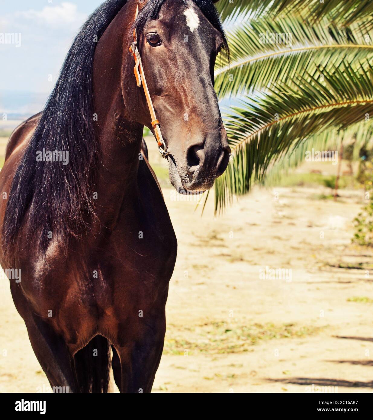 Ritratto andaluso di stallone nero immagini e fotografie stock ad alta ...