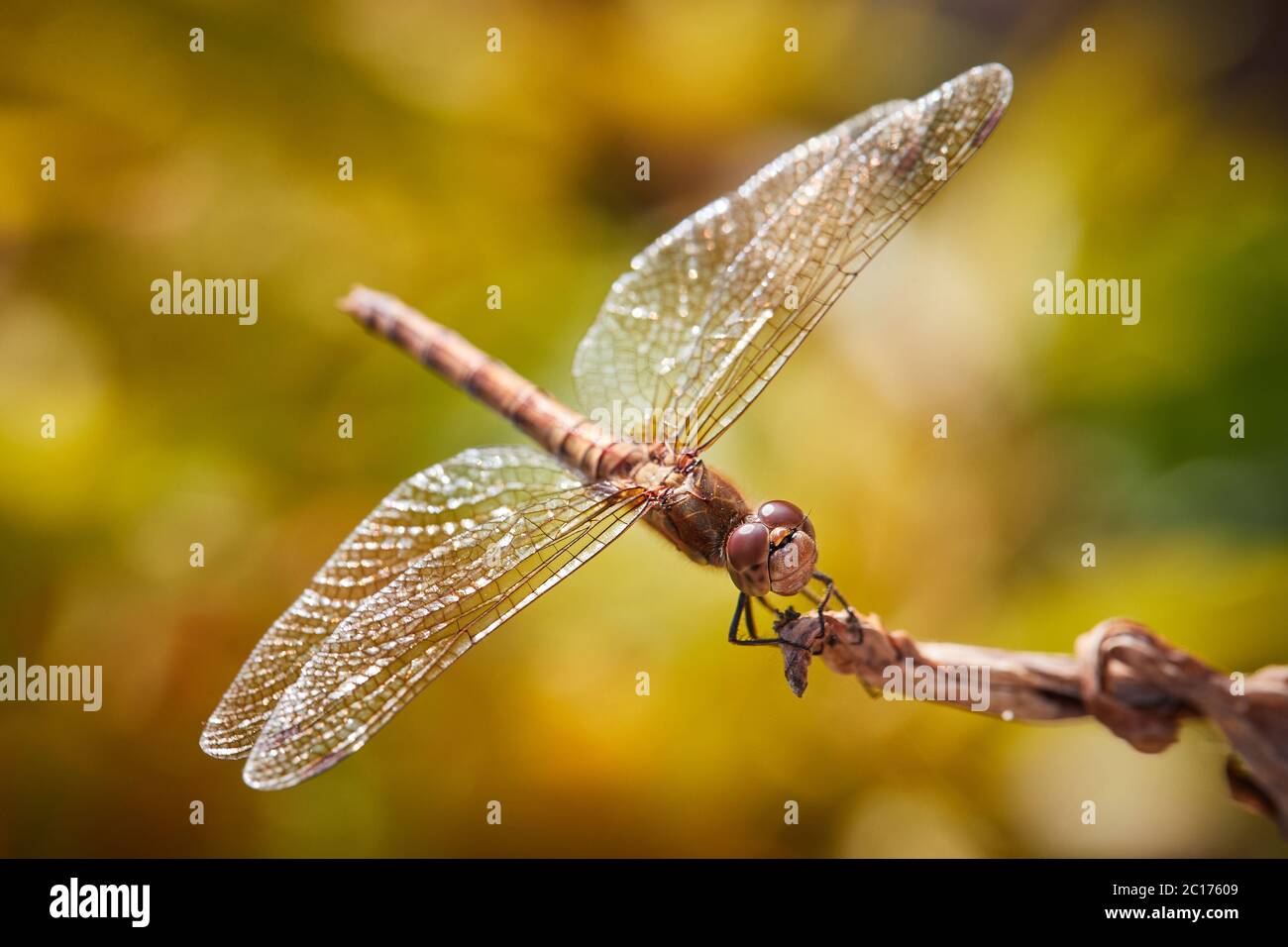 Libellula dalle ali rosse immagini e fotografie stock ad alta ...