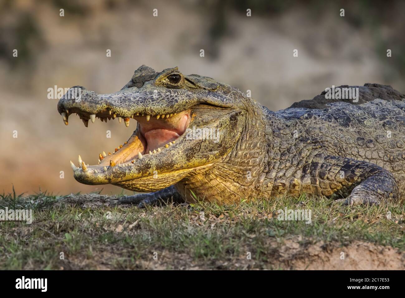 Apri la bocca nera immagini e fotografie stock ad alta risoluzione - Alamy
