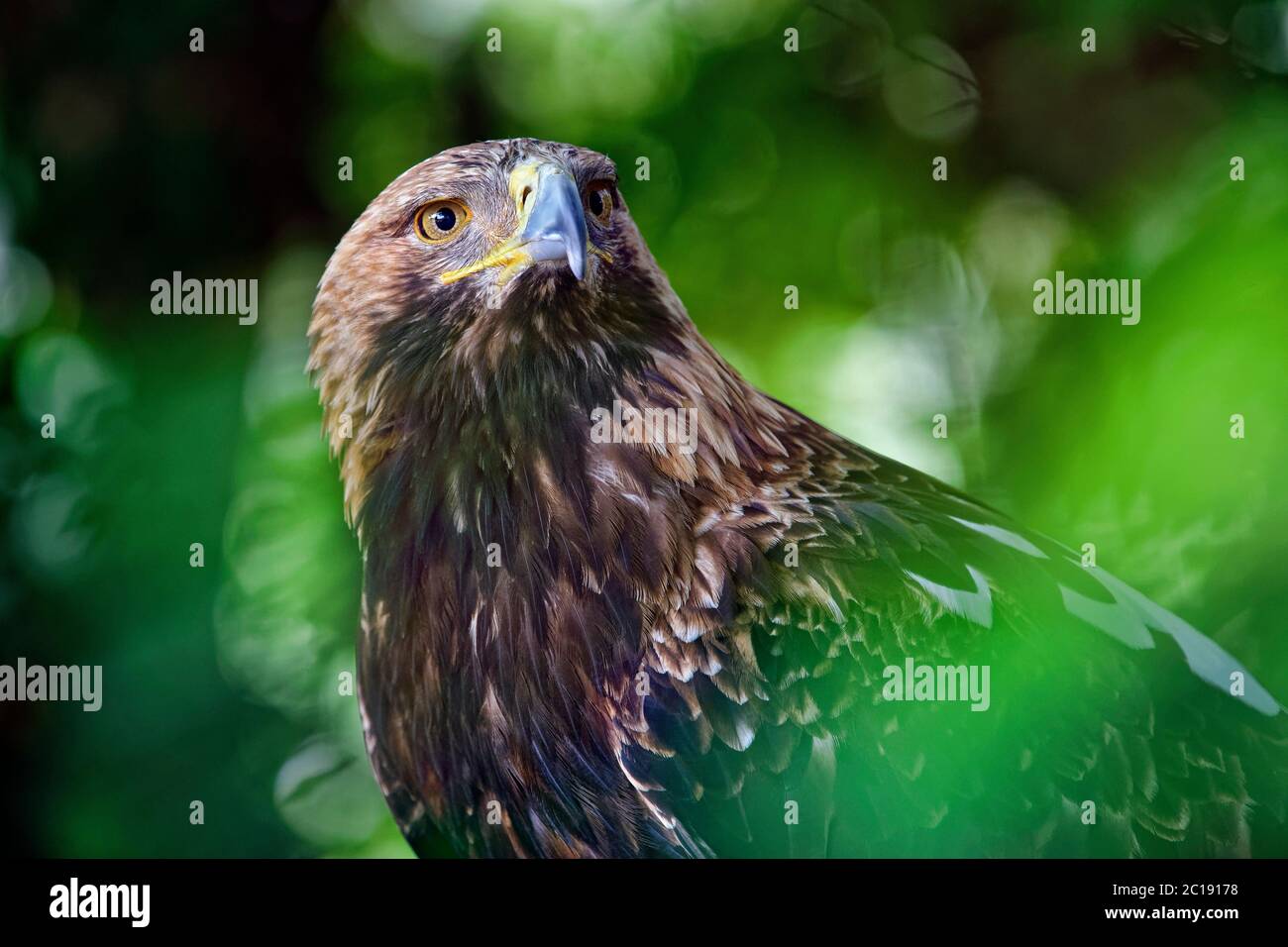 Imperial eagle immagini e fotografie stock ad alta risoluzione - Alamy