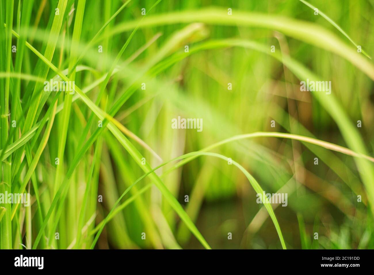 Ecologia delle immagini immagini e fotografie stock ad alta risoluzione ...