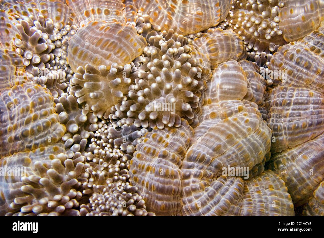 Stichodactyla sp immagini e fotografie stock ad alta risoluzione - Alamy