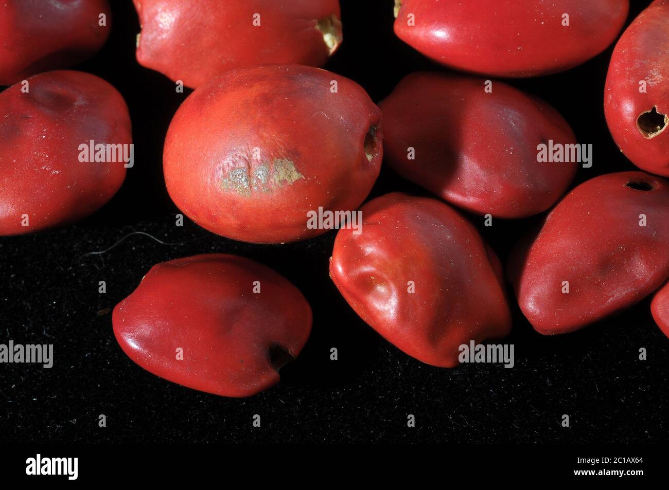 Corallo rosso immagini e fotografie stock ad alta risoluzione - Alamy