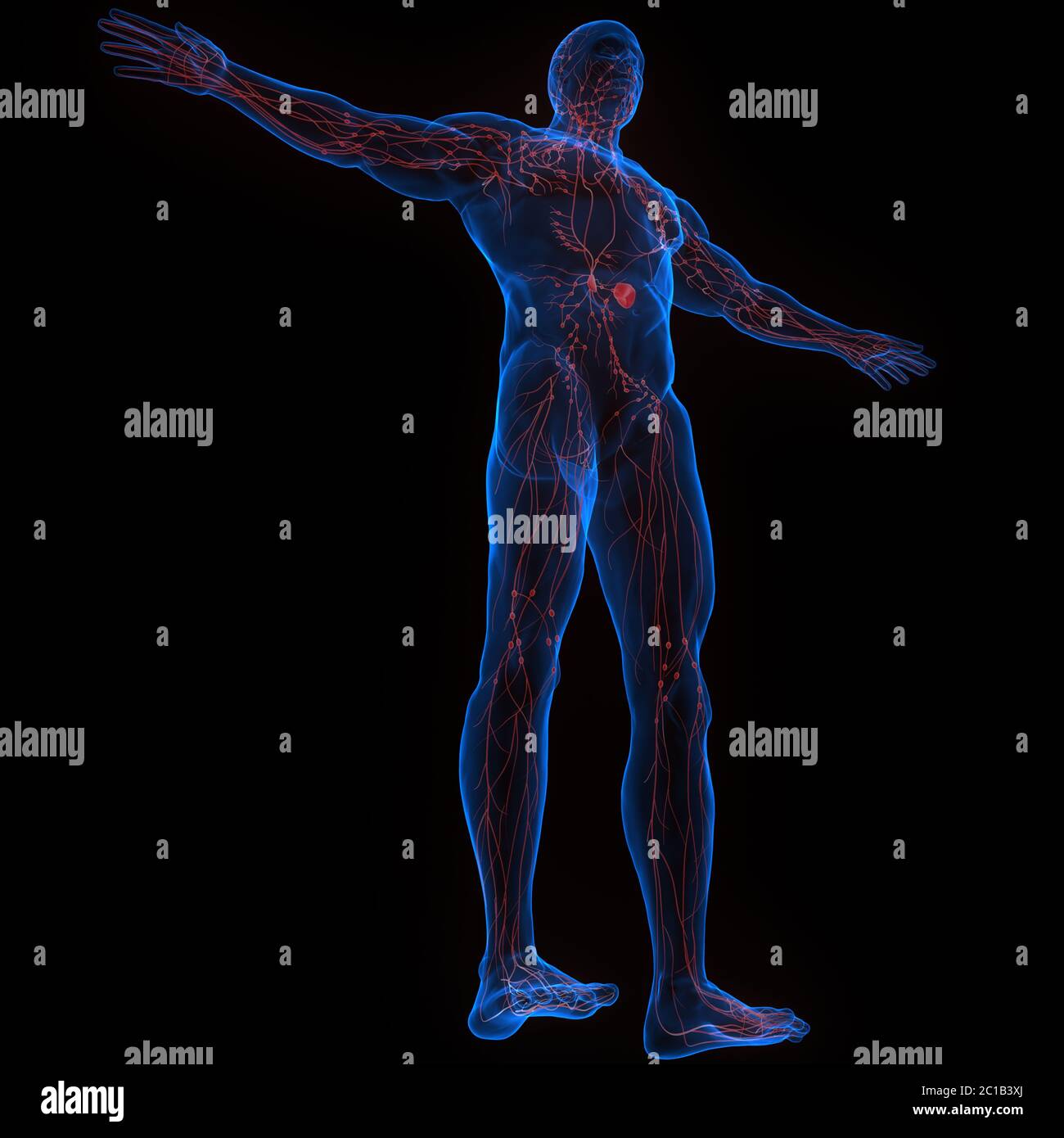 Anatomia dei linfonodi del sistema interno umano Foto stock - Alamy