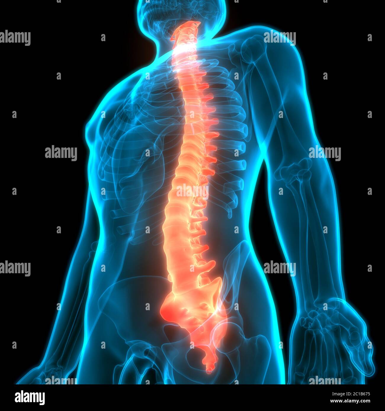 La colonna vertebrale di scheletro umano anatomia del sistema Foto ...