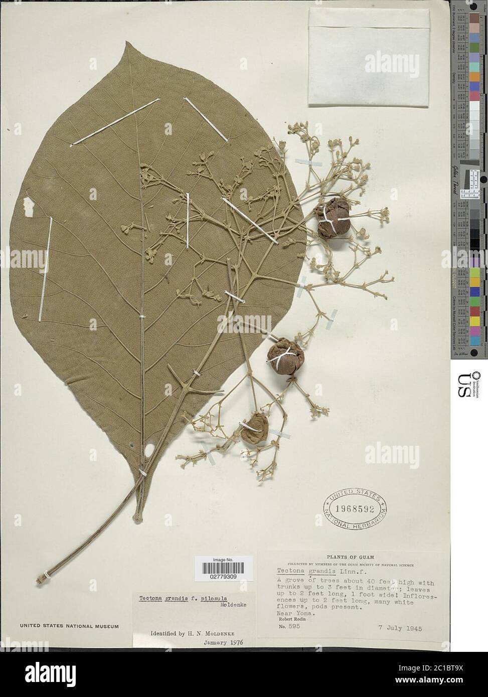 Tectona grandis l f immagini e fotografie stock ad alta risoluzione - Alamy