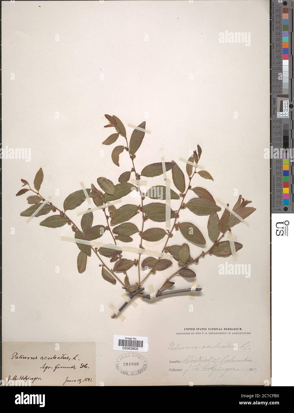 Paliurus aculeatus immagini e fotografie stock ad alta risoluzione - Alamy