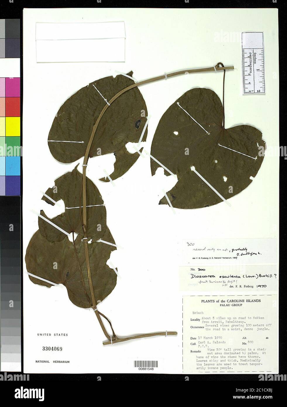 Dioscorea bulbifera immagini e fotografie stock ad alta risoluzione - Alamy