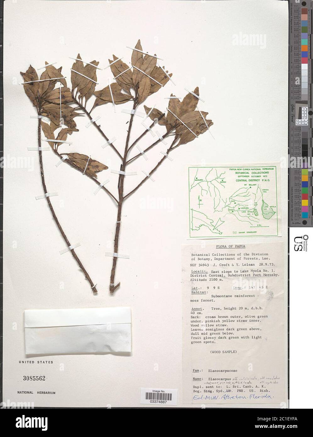 Elaeocarpus elaeocarpus sp immagini e fotografie stock ad alta ...