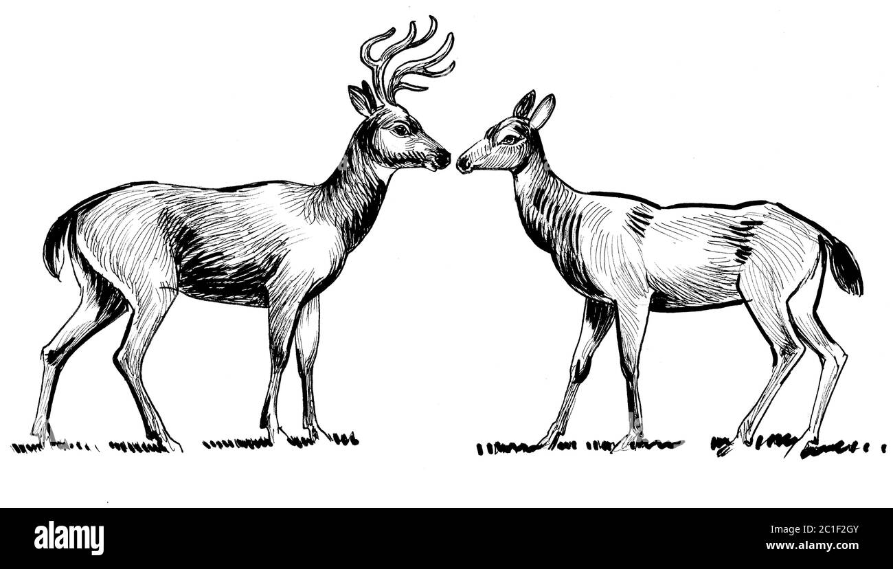 Disegno bianco e nero animali Foto e Immagini Stock in Bianco e Nero ...