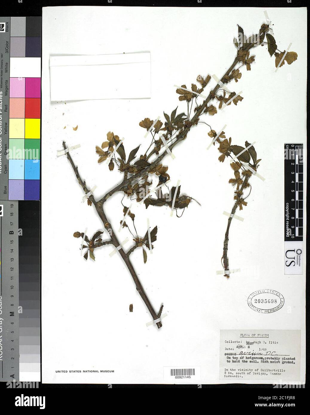 Prunus avium l immagini e fotografie stock ad alta risoluzione - Alamy