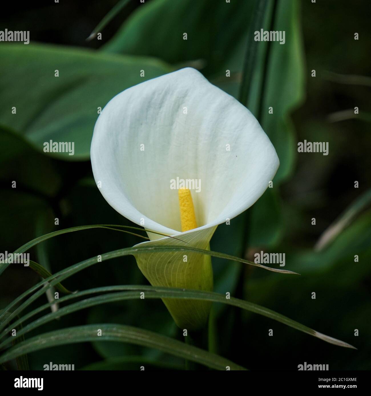 Fiore di calla bianca immagini e fotografie stock ad alta risoluzione ...