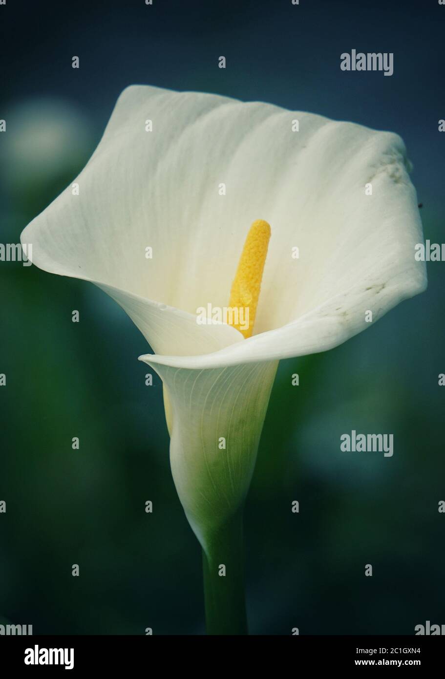 Fiore di calla bianca immagini e fotografie stock ad alta risoluzione ...