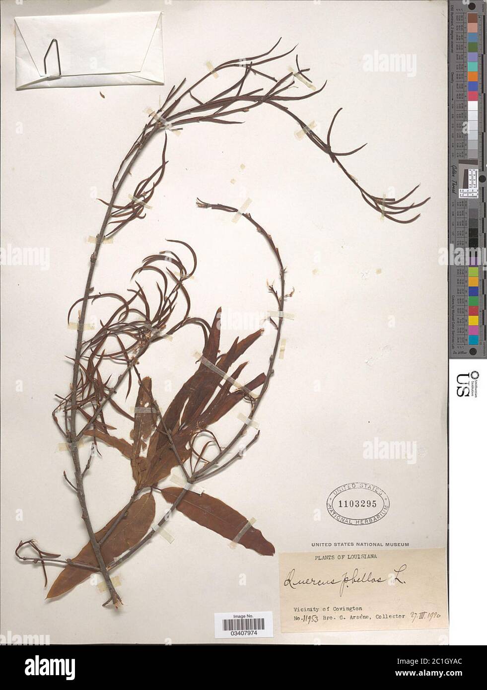 Quercus phellos immagini e fotografie stock ad alta risoluzione - Alamy