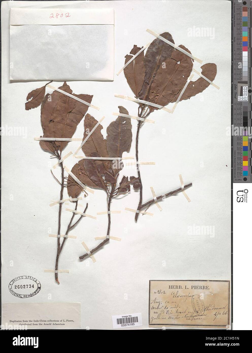 Elaeocarpus elaeocarpus sp immagini e fotografie stock ad alta ...