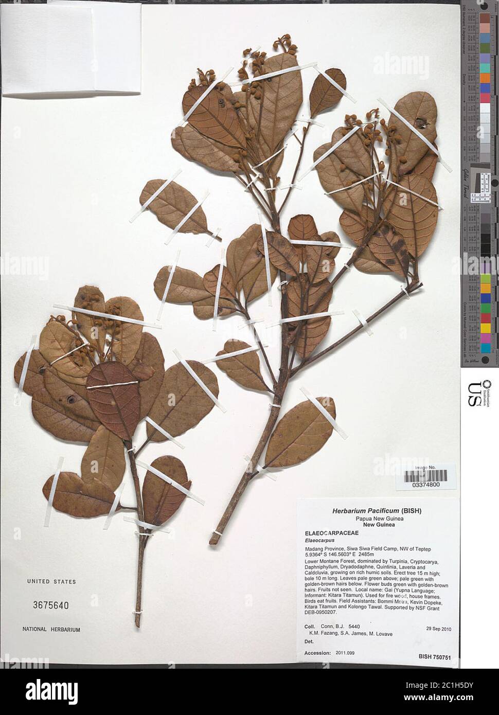 Elaeocarpus elaeocarpus sp immagini e fotografie stock ad alta ...