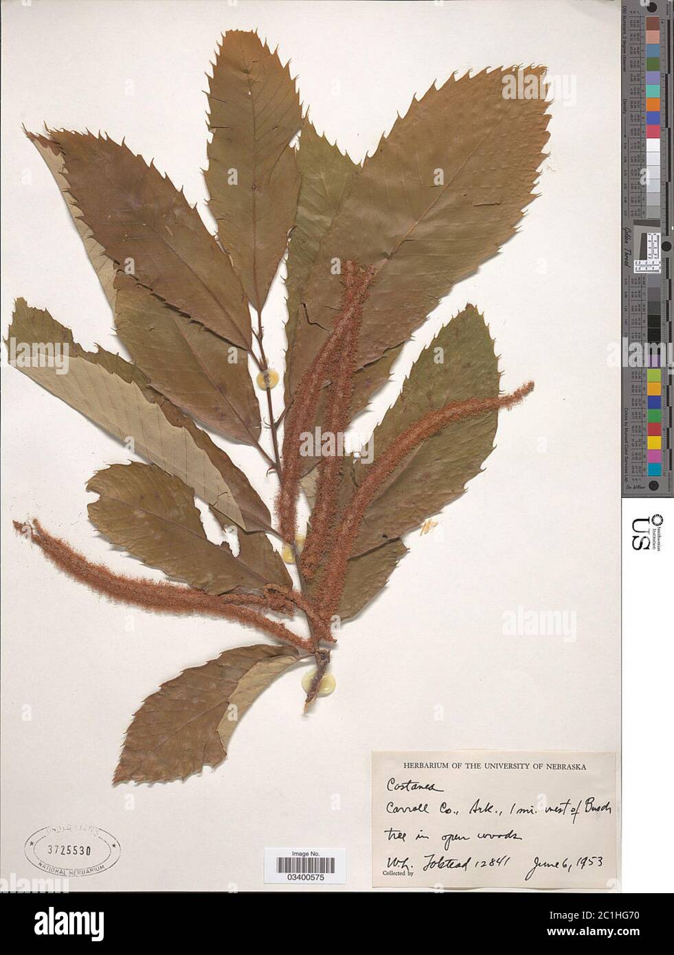 Castanea sp immagini e fotografie stock ad alta risoluzione - Alamy