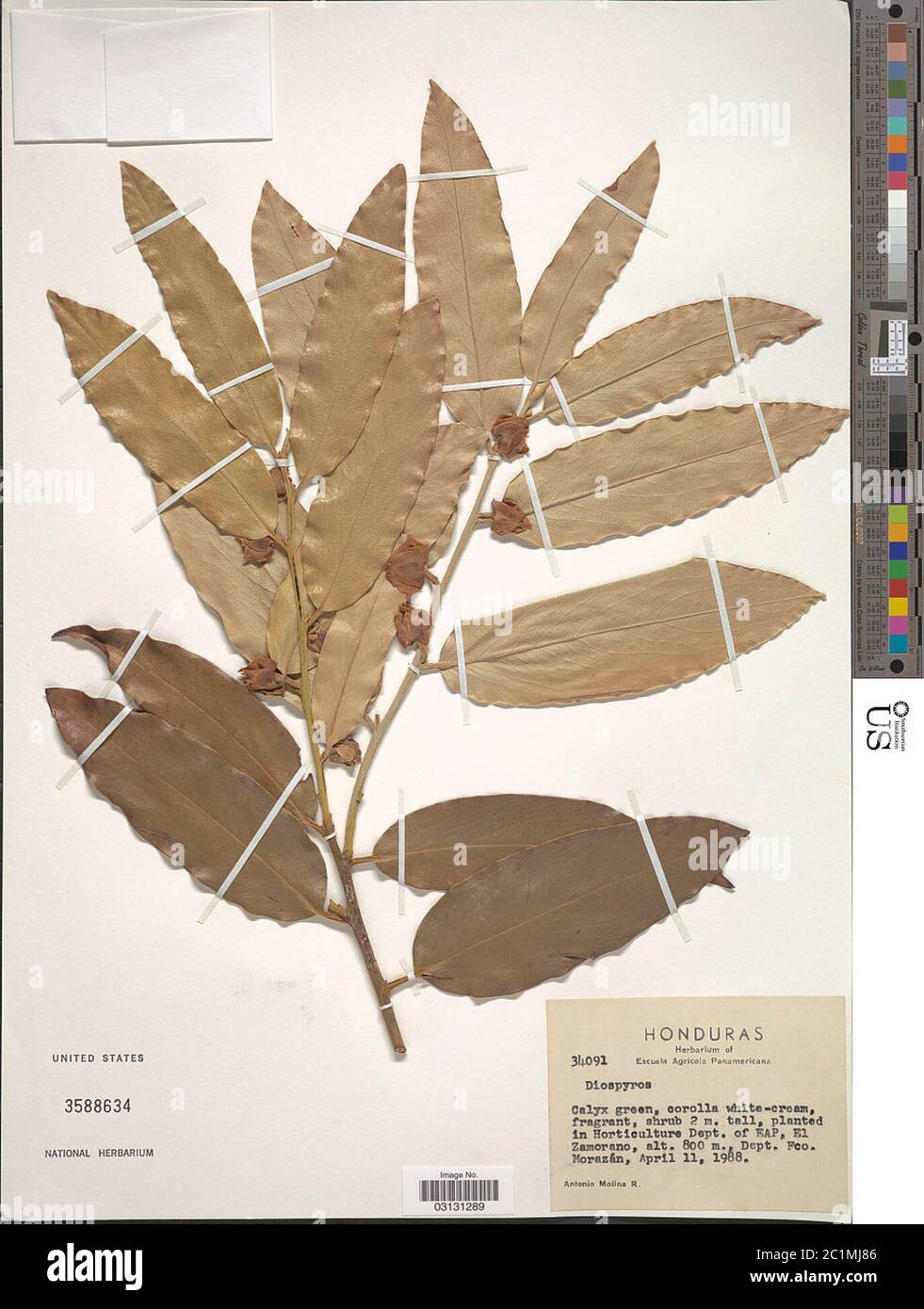 Diospyros sp immagini e fotografie stock ad alta risoluzione - Alamy