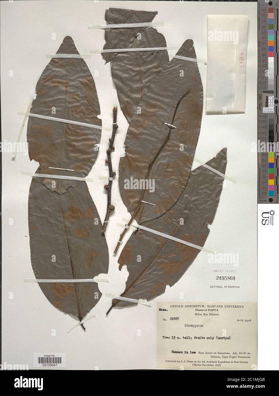 Diospyros sp immagini e fotografie stock ad alta risoluzione - Alamy