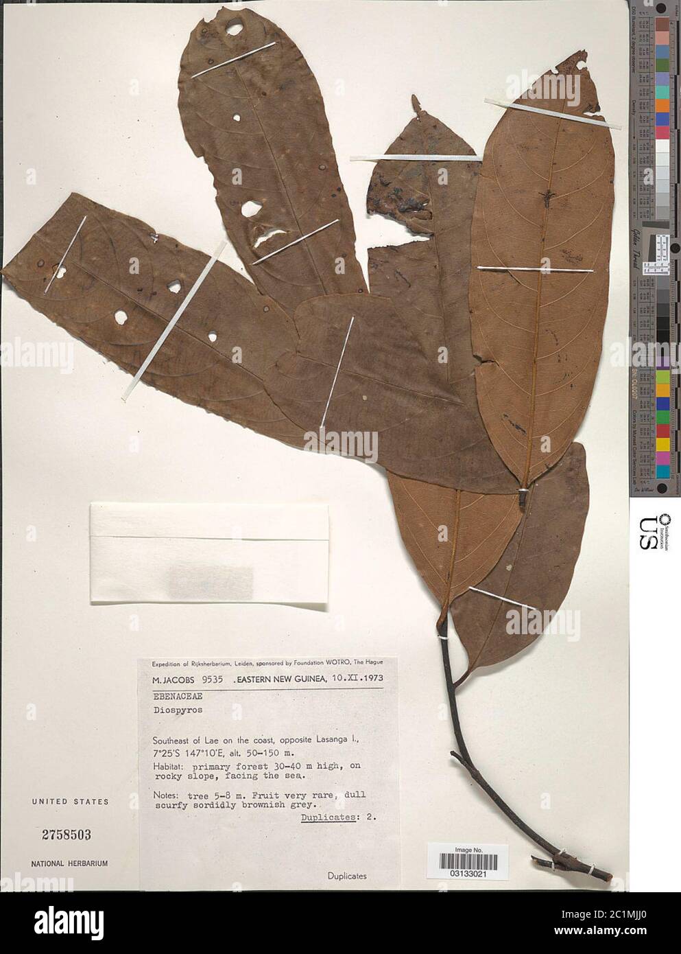 Diospyros sp immagini e fotografie stock ad alta risoluzione - Alamy