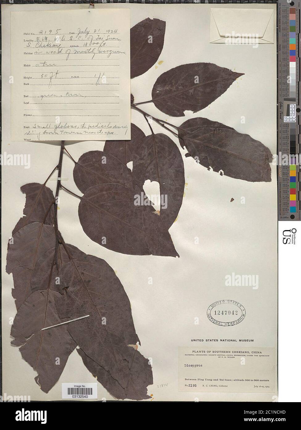 Diospyros sp immagini e fotografie stock ad alta risoluzione - Alamy